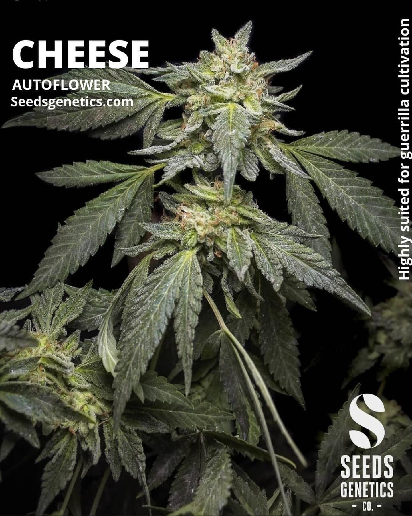 Cheese Autoflower – Seeds Genetics