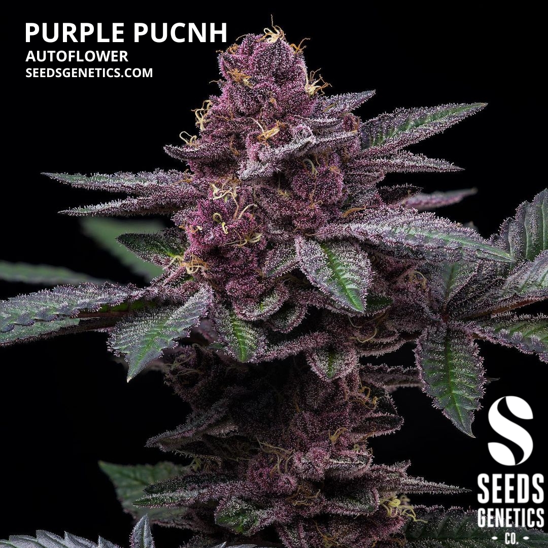 Purple Punch Autoflower – Seeds Genetics