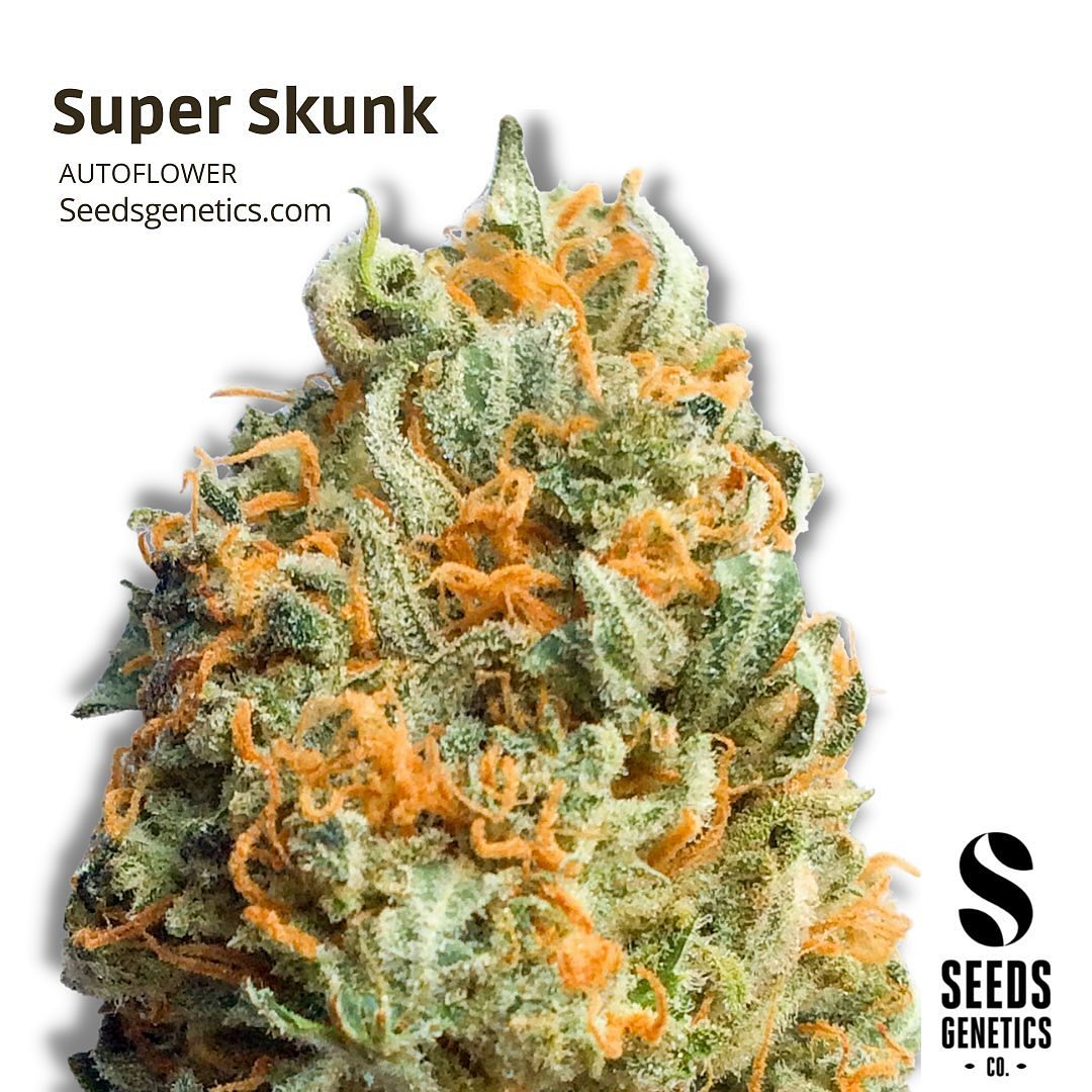 Super Skunk Autoflower – Seeds Genetics