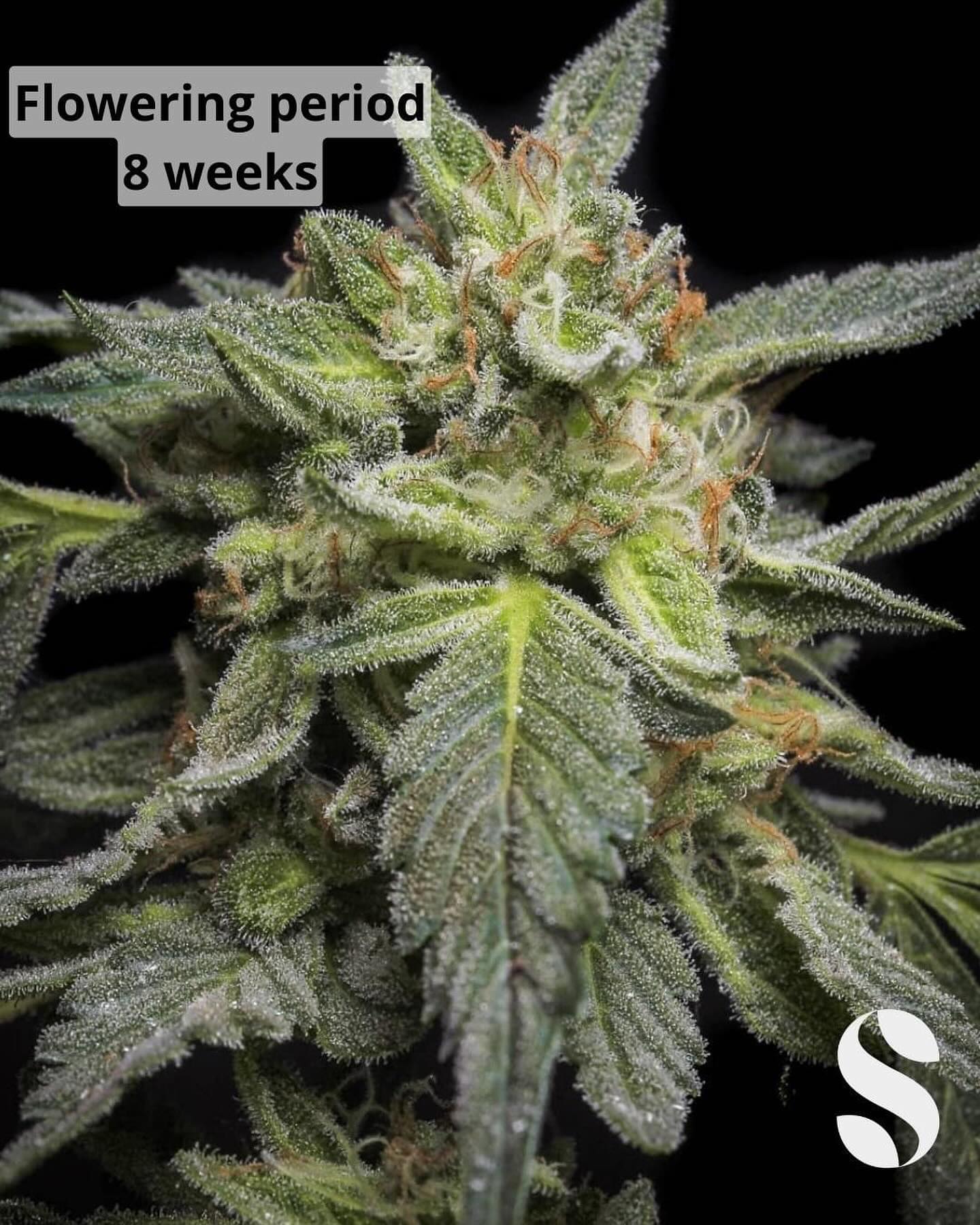 Cheese Autoflower – Seeds Genetics