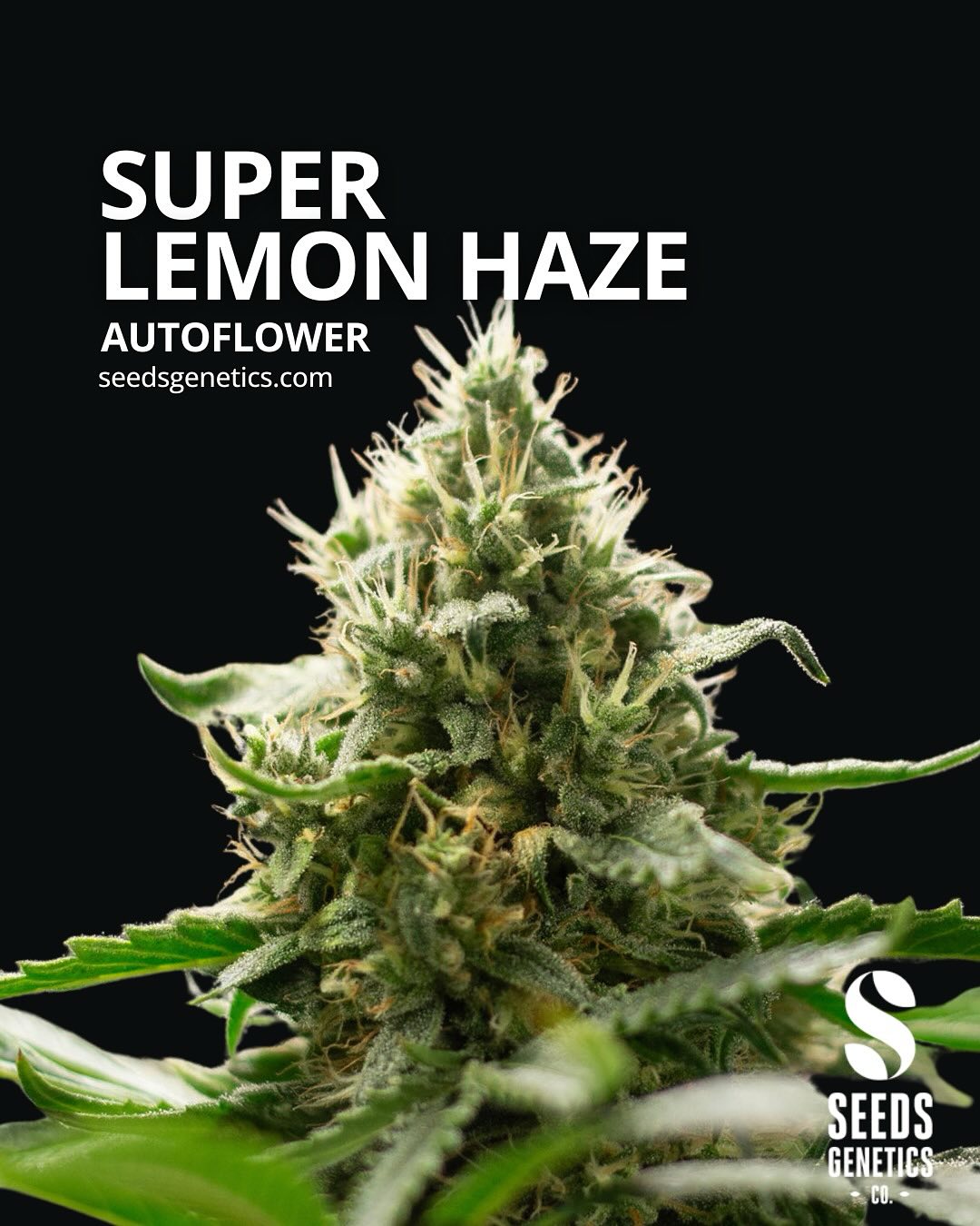 Super Lemon Haze Autoflower – Seeds Genetics