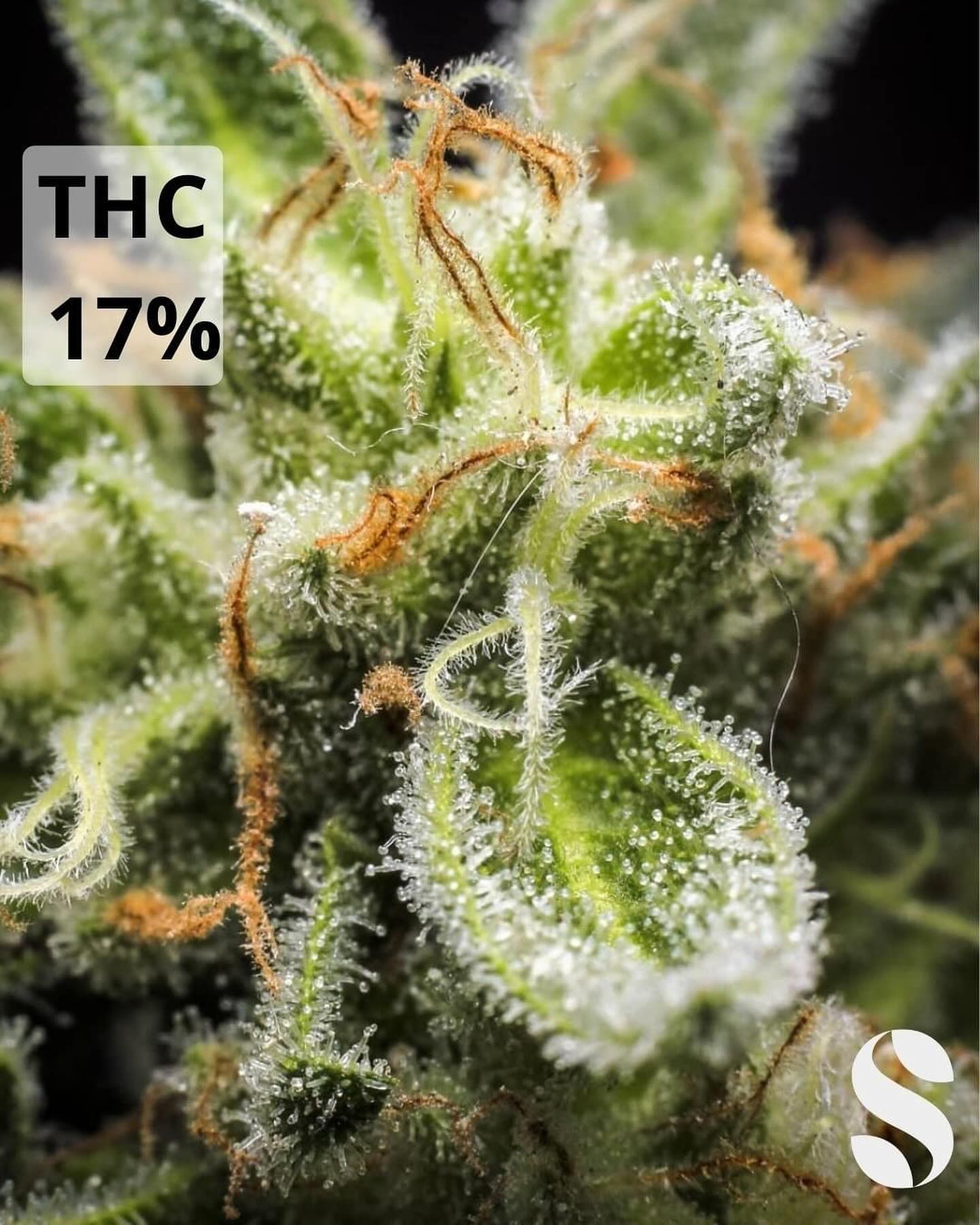 Cheese Autoflower – Seeds Genetics