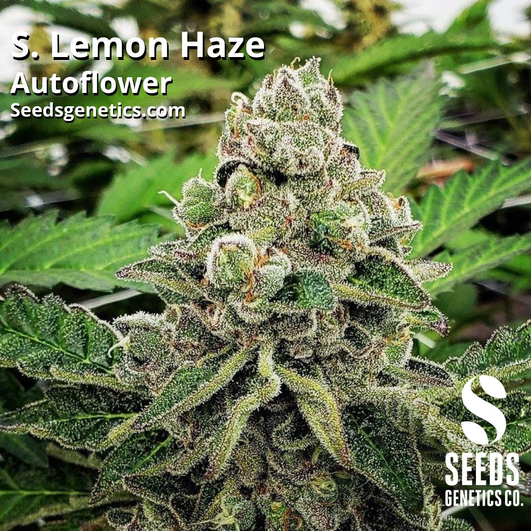 Super Lemon Haze Autoflower – Seeds Genetics