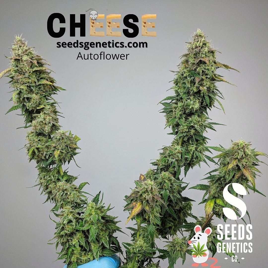 Cheese Autoflower – Seeds Genetics
