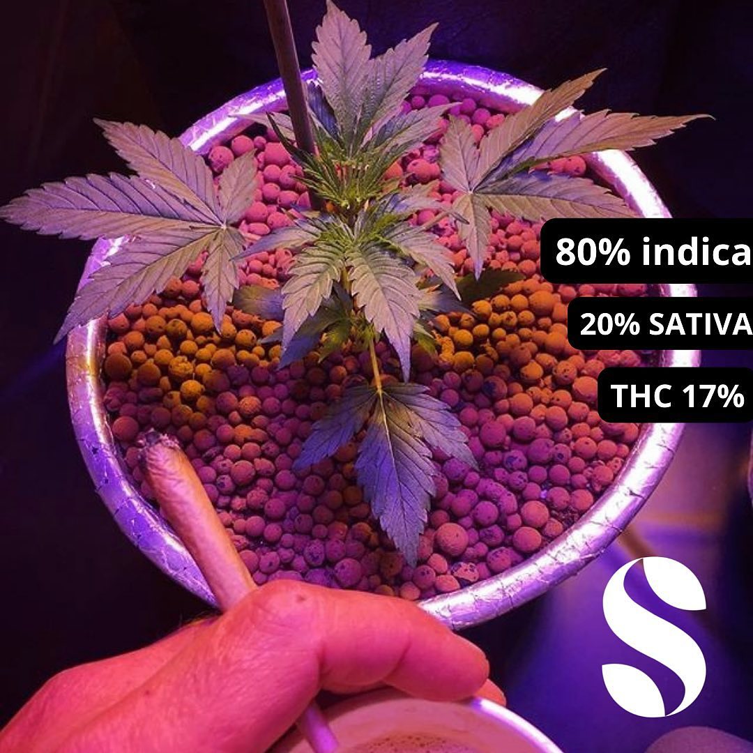Cheese Autoflower – Seeds Genetics