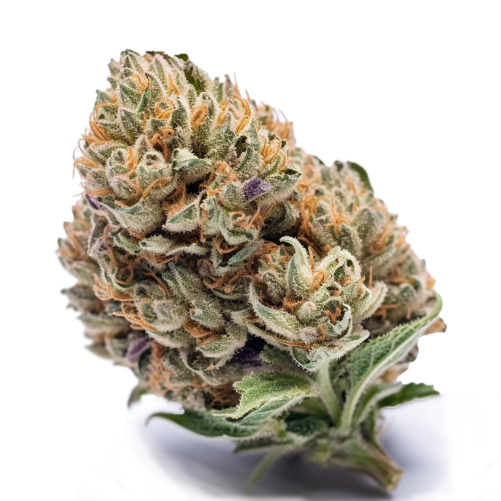 Cookies Autoflower – Seeds Genetics