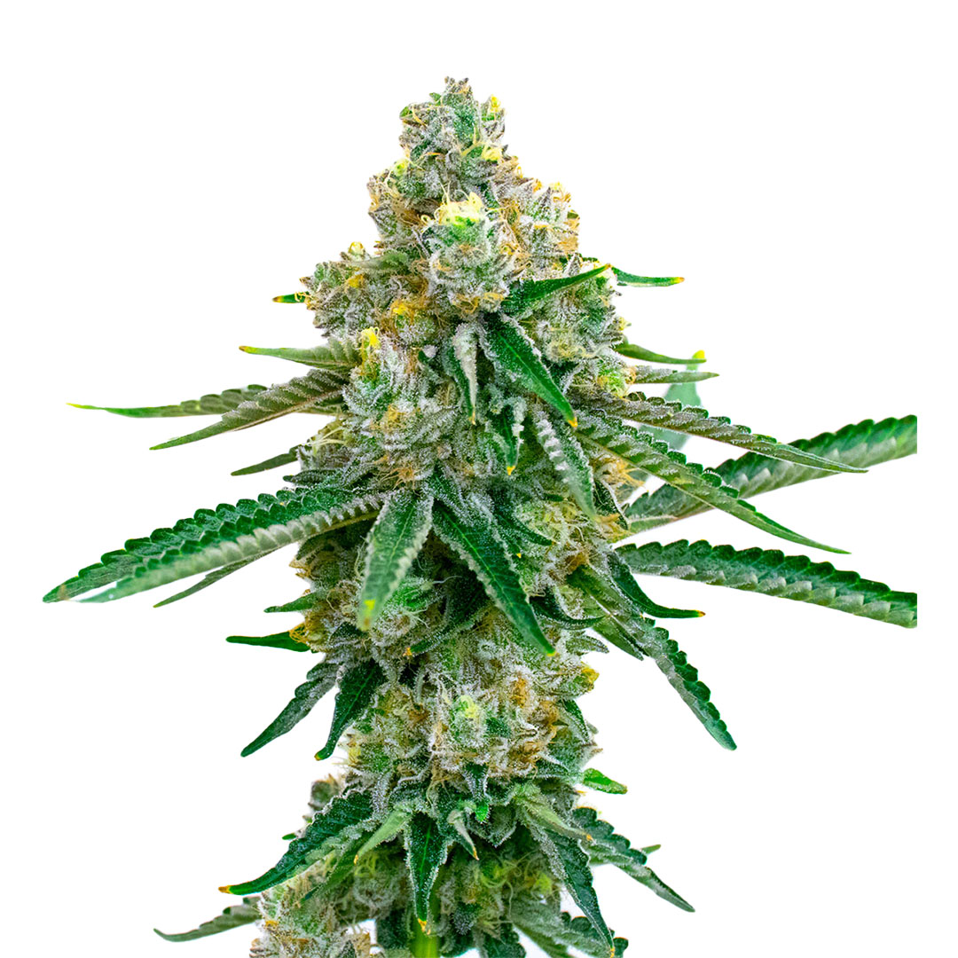 Jack Herer Autoflower – Seeds Genetics