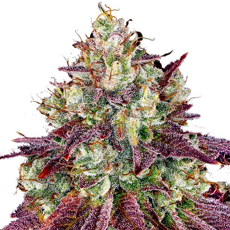 Mimosa Evo Autoflower – Seeds Genetics
